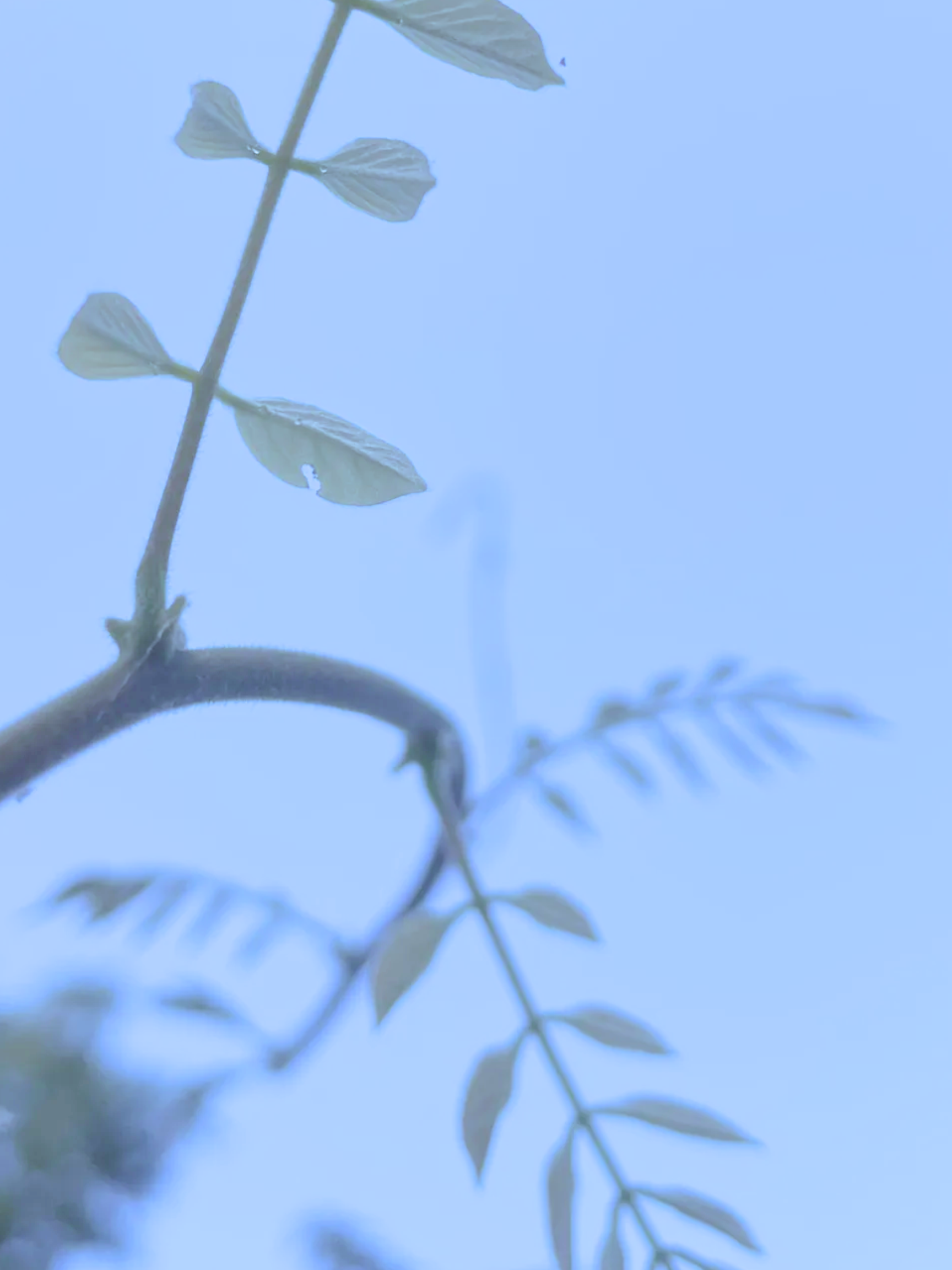 Tina Xing Photography